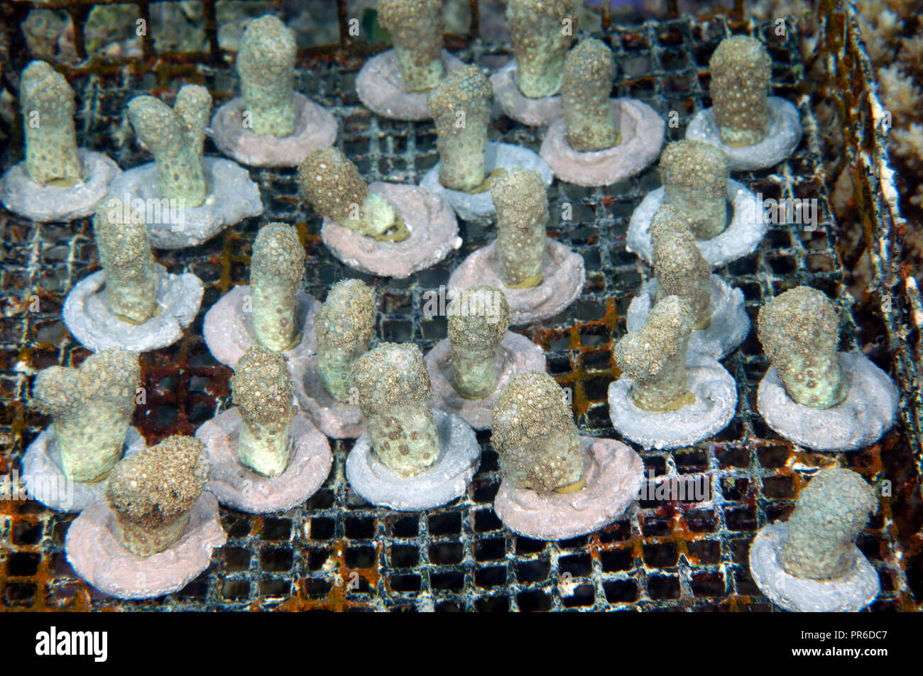 Underwater coral farm, Pohnpei, Federated States of Micronesia Stock ...