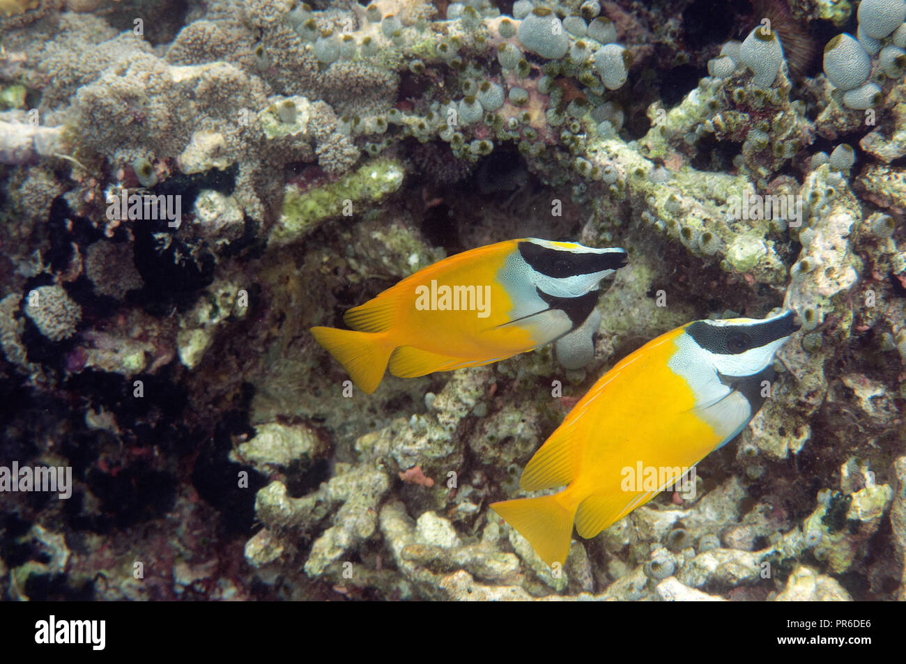 Rabbitfish hi-res stock photography and images - Alamy