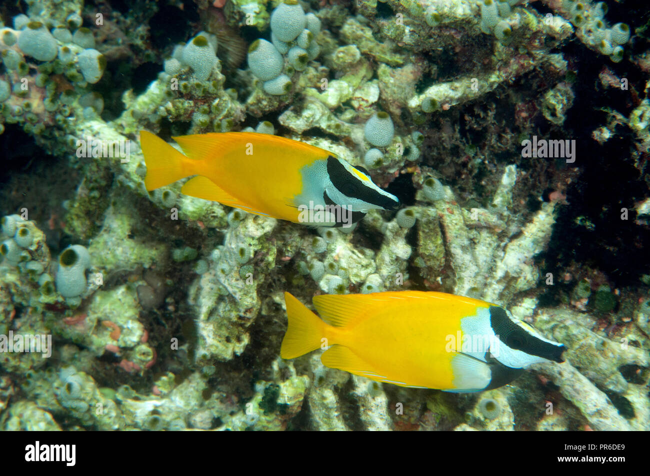 Two foxface rabbitfishes, Siganus vulpinnus, Pohnpei, Federated States ...