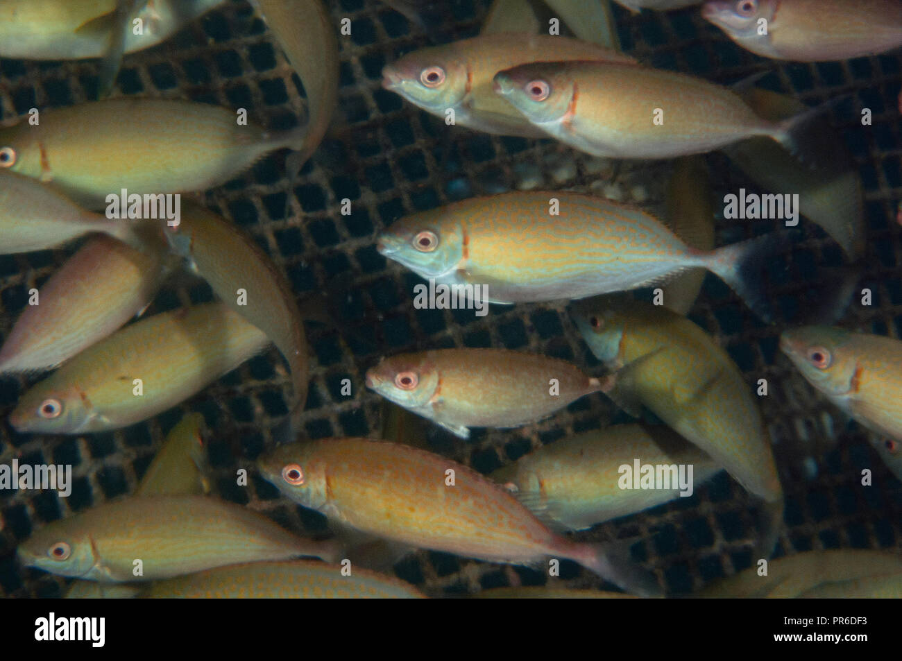 Aquaculture fish farming underwater hi-res stock photography and images ...