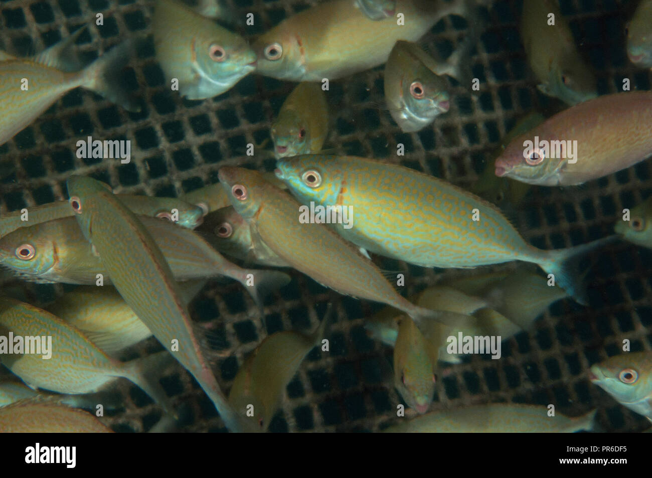 Underwater cage with cultured forktail rabbitfishes, Siganus argenteus ...