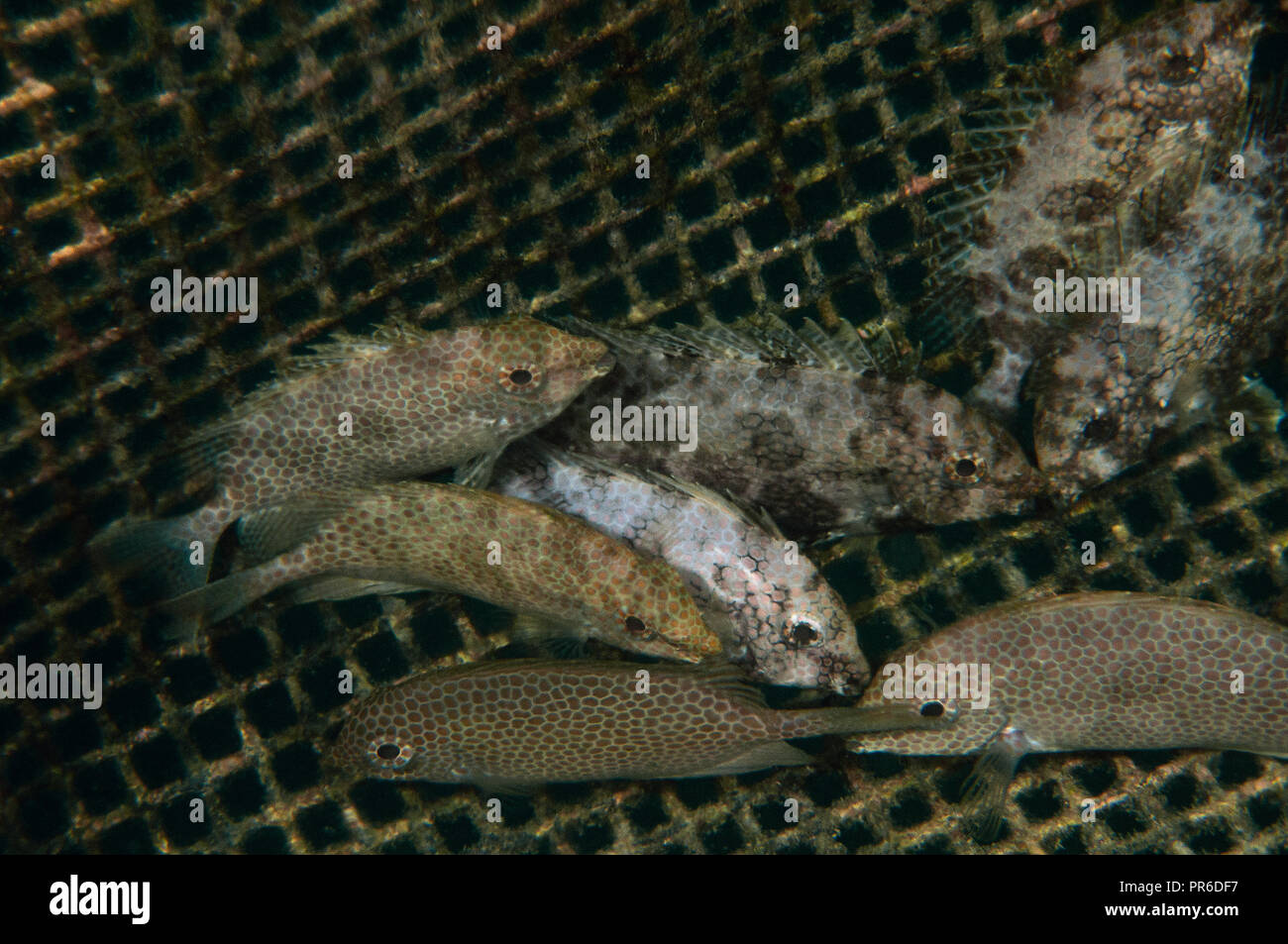 Siganus randalli hi-res stock photography and images - Alamy