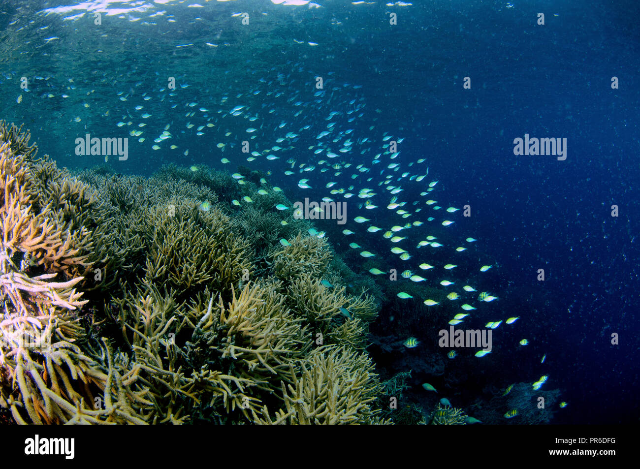 Pristine coral reef, mainly Acropora sp., with aggregation of blue ...