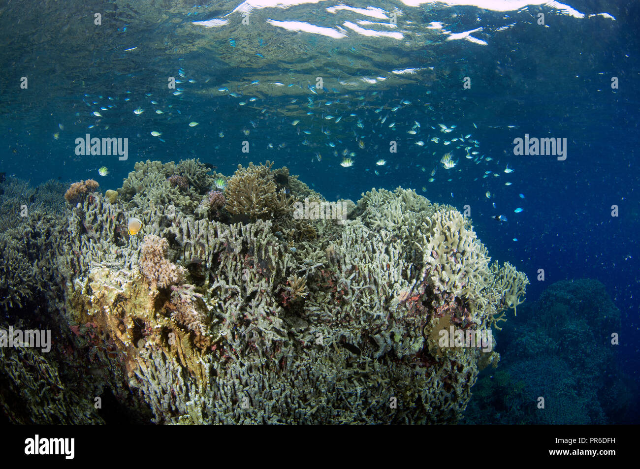 Pristine coral reef, mainly Acropora sp., with aggregation of blue ...