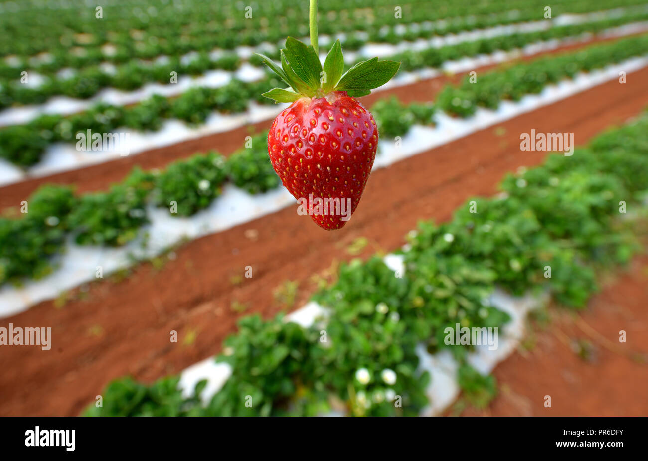 Strawberry farming hi-res stock photography and images - Alamy