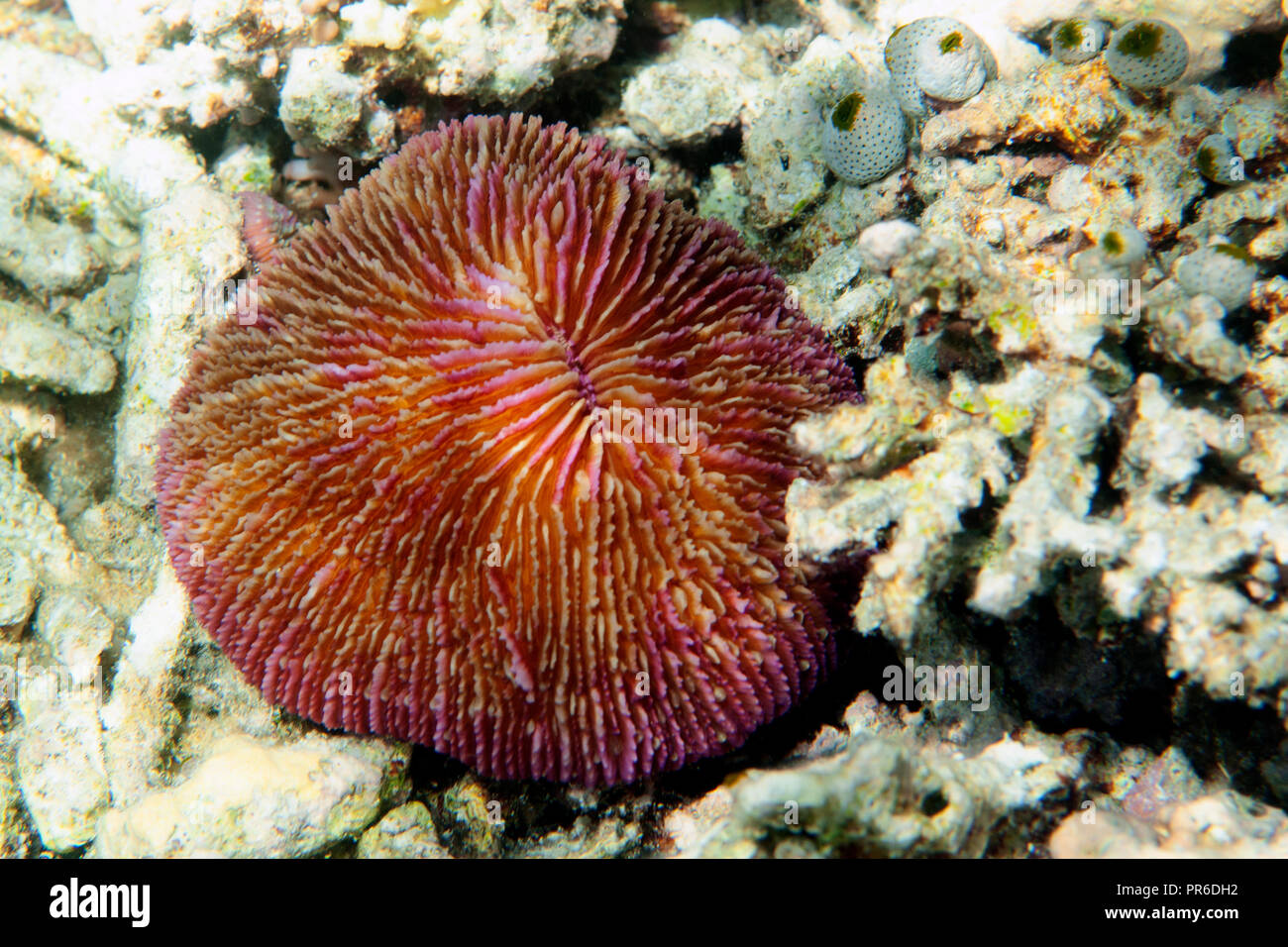 Red coral, Fungia fungites, Pohnpei, Federated States of Micronesia ...