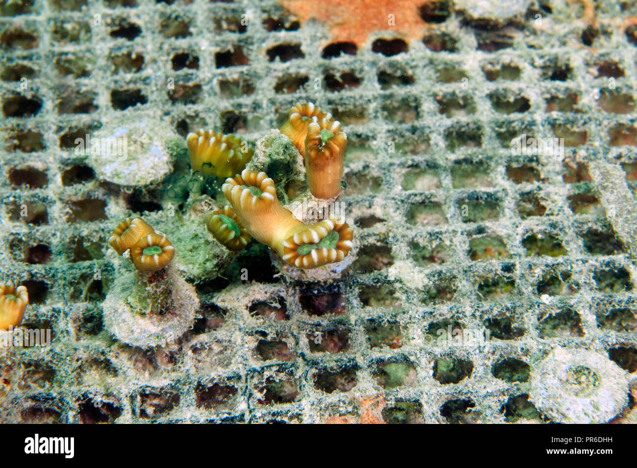 Ecosystem rebuilding hi-res stock photography and images - Alamy