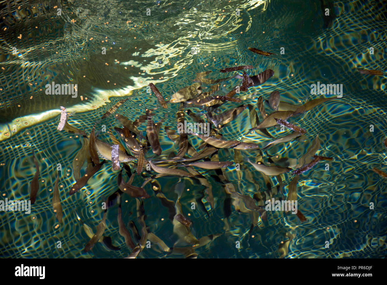Aquaculture fish farming underwater hi-res stock photography and images ...