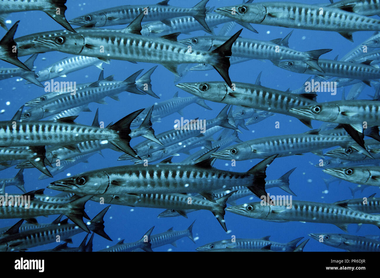 School of blackfin barracudas, Sphyraena qenie, Pohnpei, Federated ...