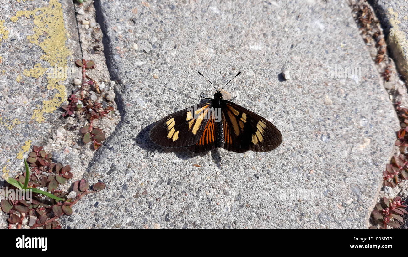 Butterfly on concrete road Stock Photo - Alamy
