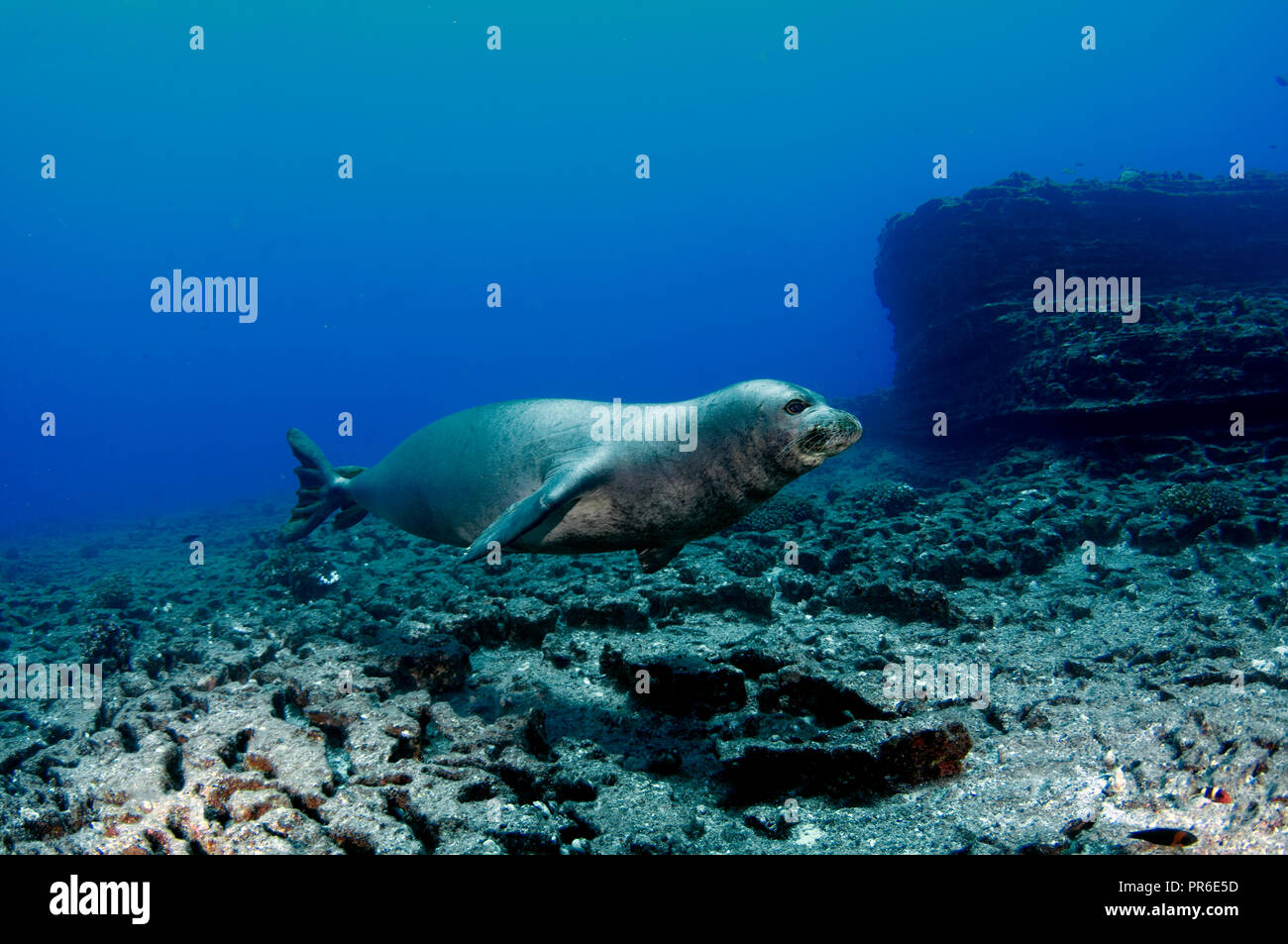 Hawaiian monk seal, Neomonachus schauinslandi, endangered species ...