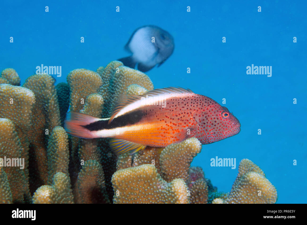 Blackside hawkfish, Paracirrhites forsteri, Poipu, Kauai, Hawaii, USA ...