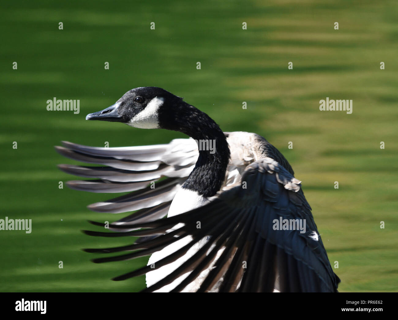 Canada Goose Flapping its Wings Stock Photo - Alamy