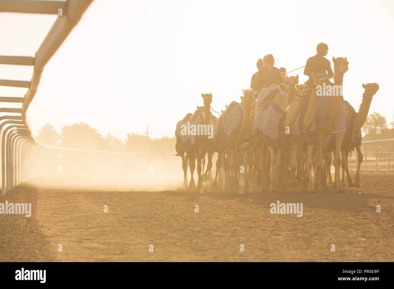 Camel racing pictures hi-res stock photography and images - Alamy