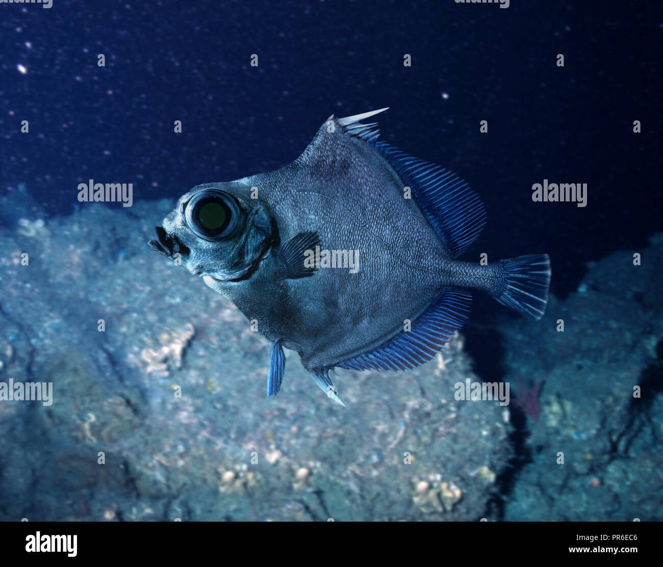 Deep Sea Animals Stock Photos & Deep Sea Animals Stock Images - Alamy