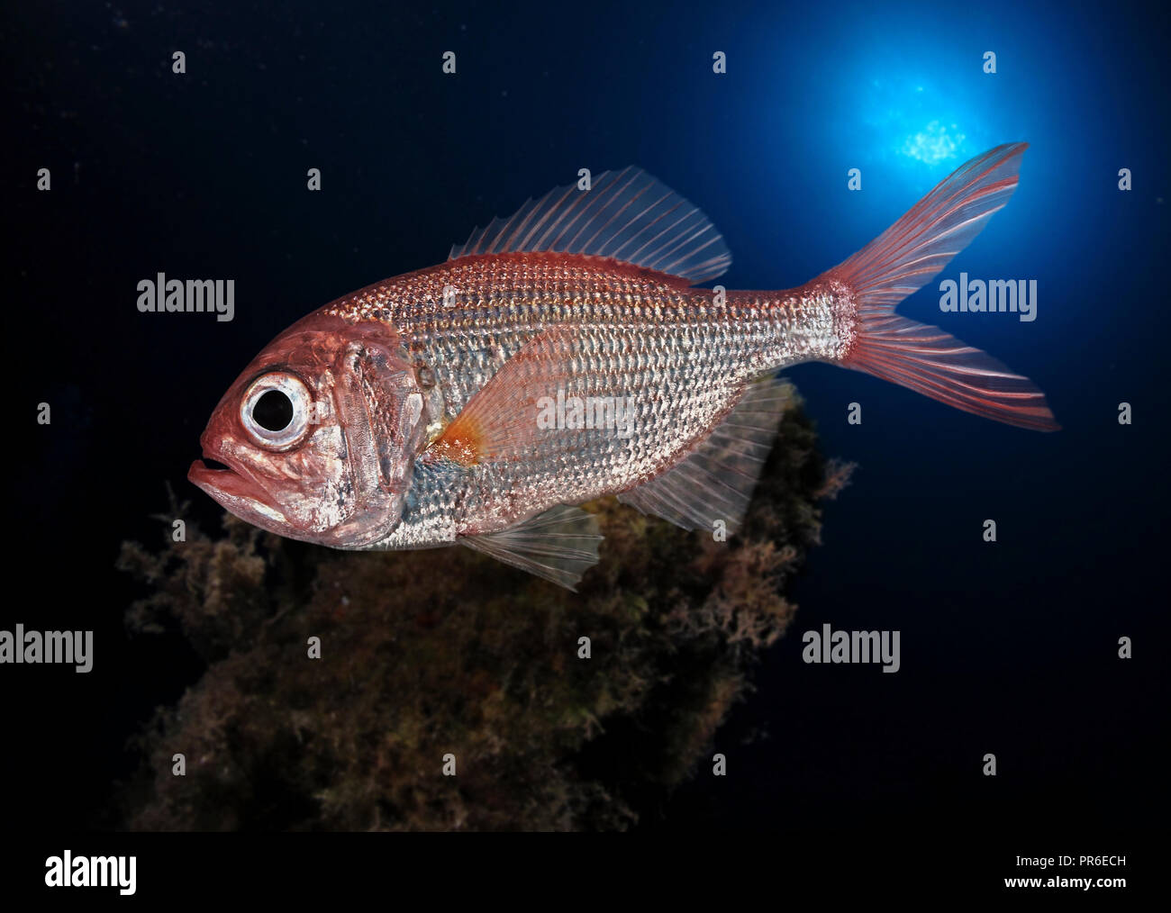 Deep Sea Redfish High Resolution Stock Photography and Images - Alamy