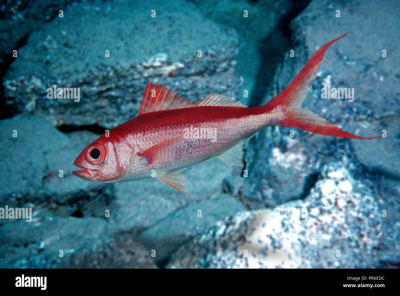 Etelis Coruscans High Resolution Stock Photography and Images - Alamy