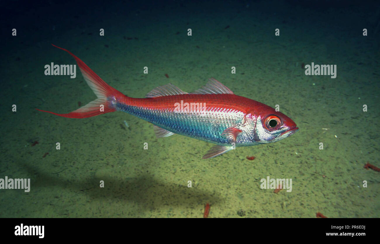 Etelis Coruscans High Resolution Stock Photography and Images - Alamy