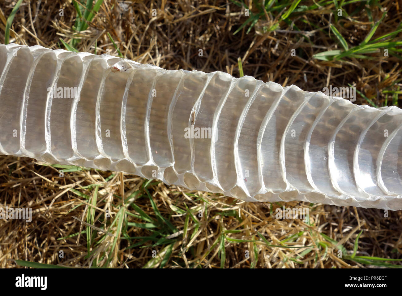 Skin Snakes High Resolution Stock Photography and Images - Alamy