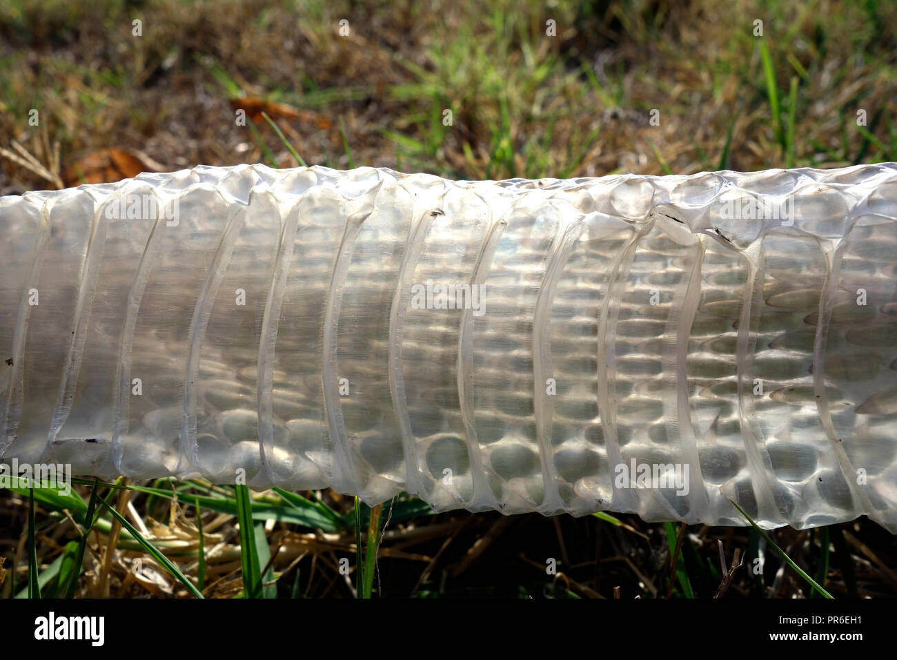 Skin Sloughing High Resolution Stock Photography and Images - Alamy