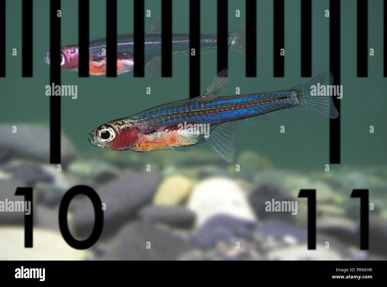 Millimetric Scale High Resolution Stock Photography and Images - Alamy