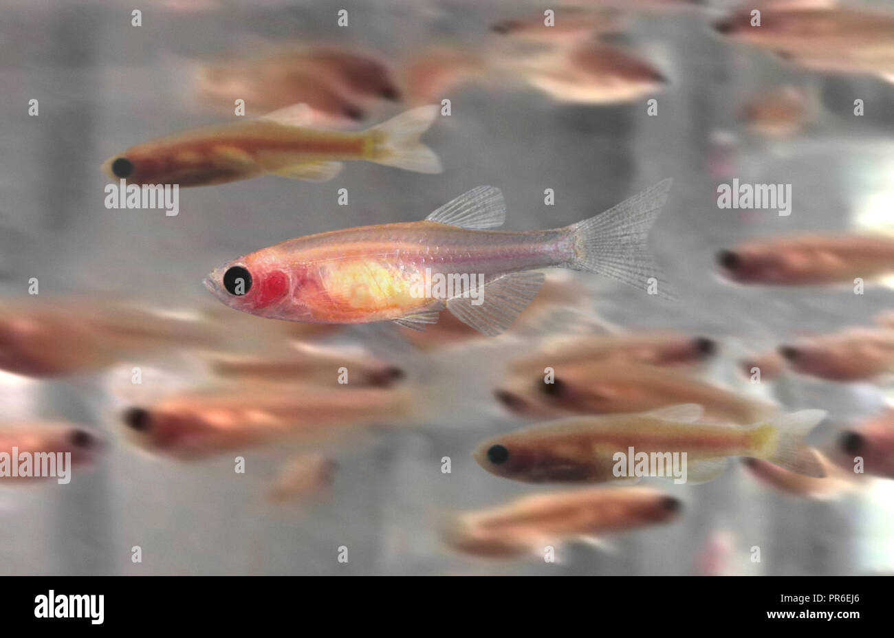 Danio Fish High Resolution Stock Photography and Images - Alamy