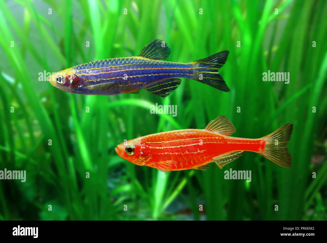 Genetically Engineered High Resolution Stock Photography and Images - Alamy