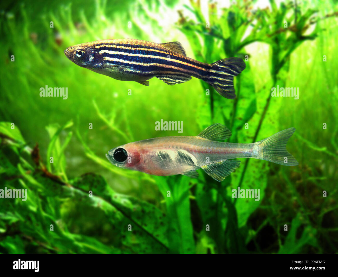 Cancer Result High Resolution Stock Photography and Images - Alamy