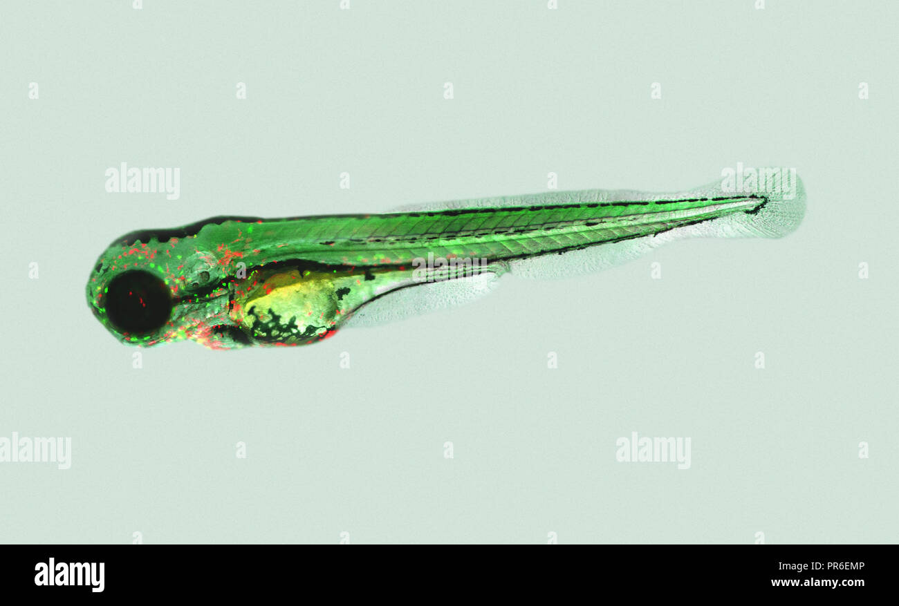 Zebrafish Fluorescent High Resolution Stock Photography and Images - Alamy