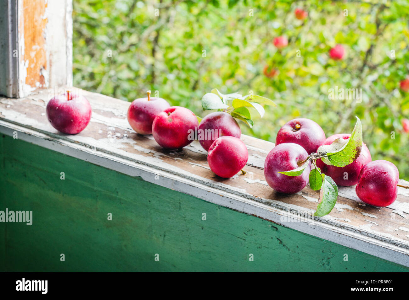 Red organic apples on window sill Stock Photo - Alamy