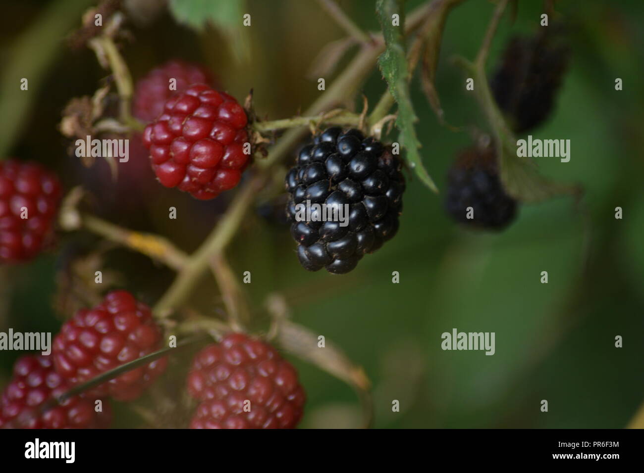 Brambles vine hi-res stock photography and images - Alamy
