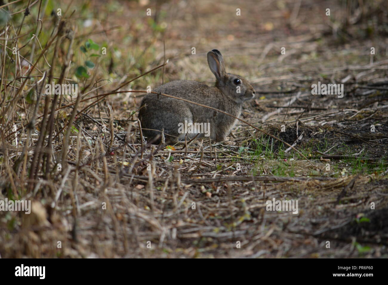 Rabbit in nature Stock Photo - Alamy