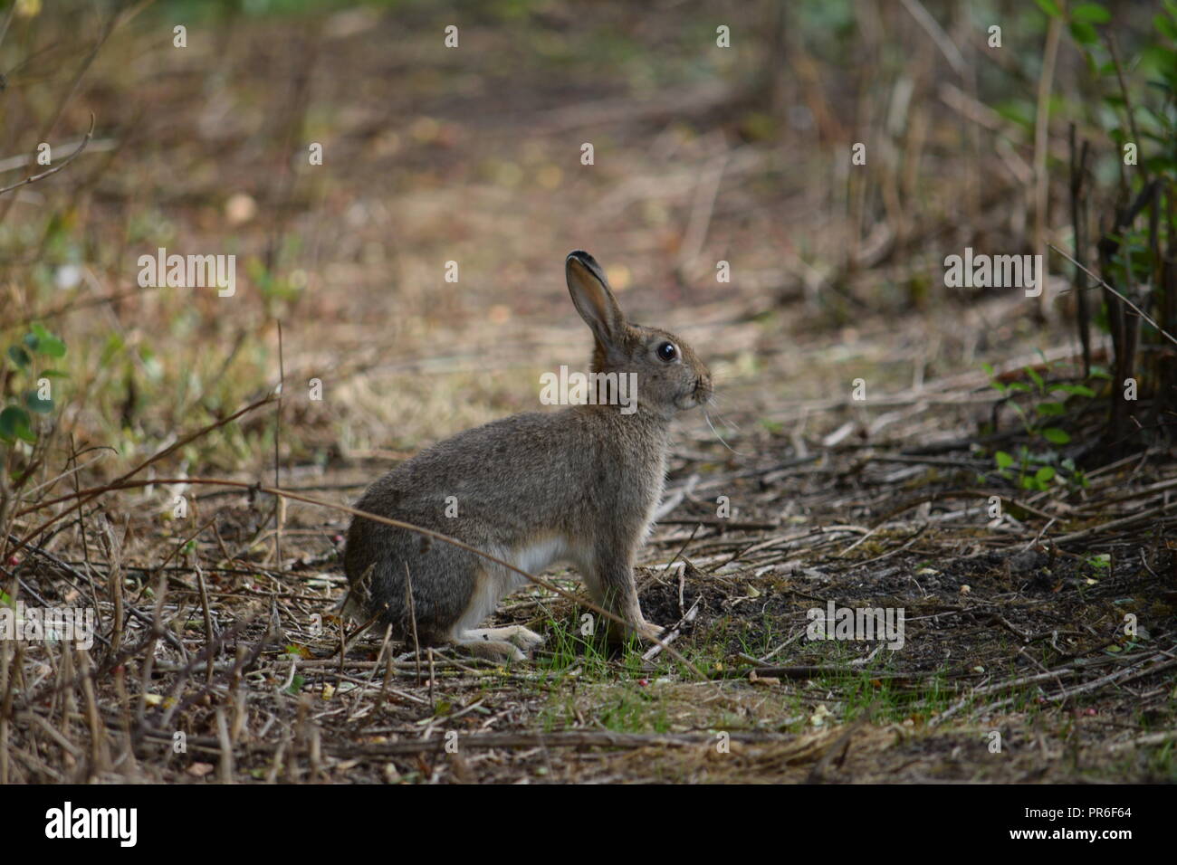 Rabbit in nature Stock Photo - Alamy