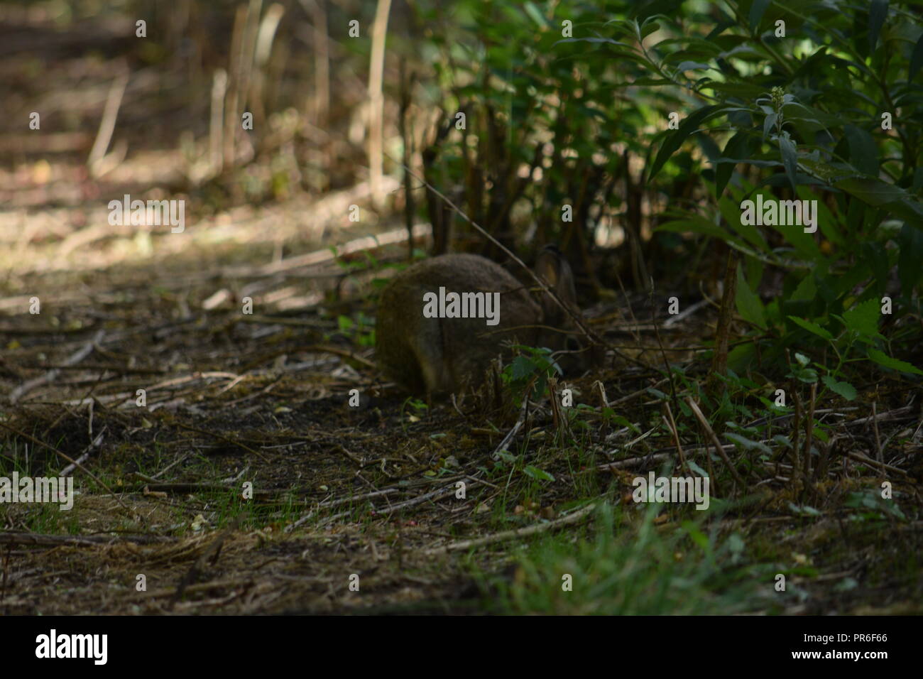 Rabbit in nature Stock Photo - Alamy