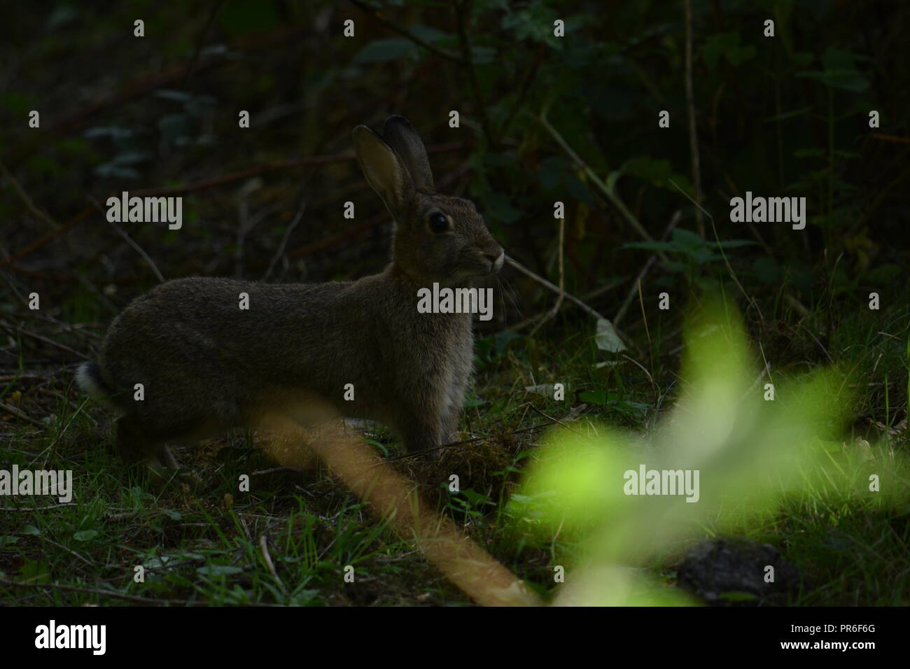 Rabbit in nature Stock Photo - Alamy