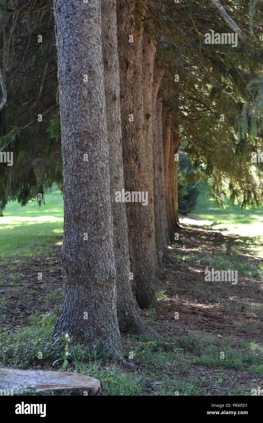 Row of trees hi-res stock photography and images - Alamy
