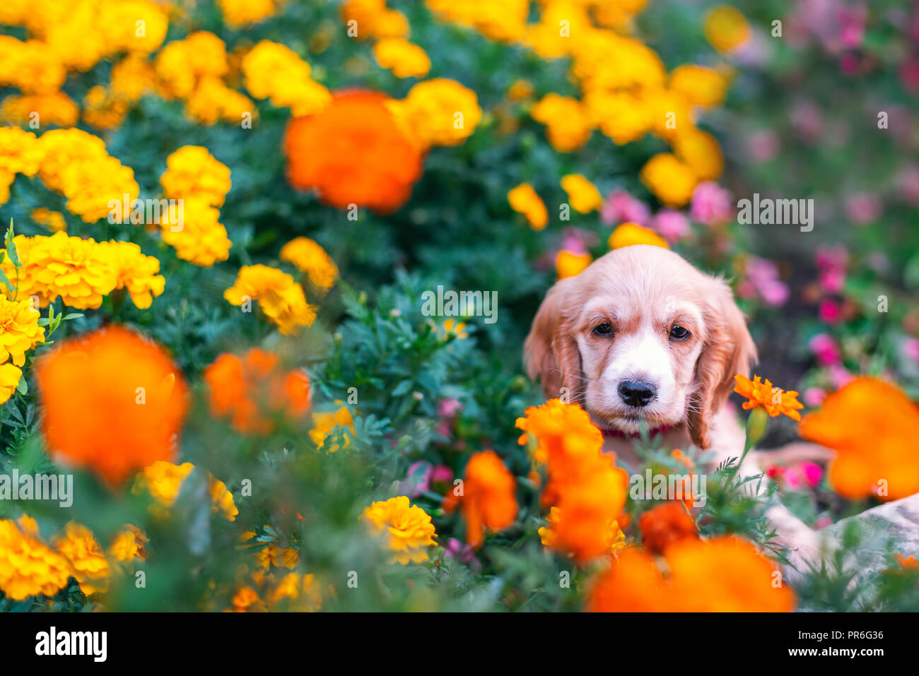 Cocker spaniel flowers hi-res stock photography and images - Alamy