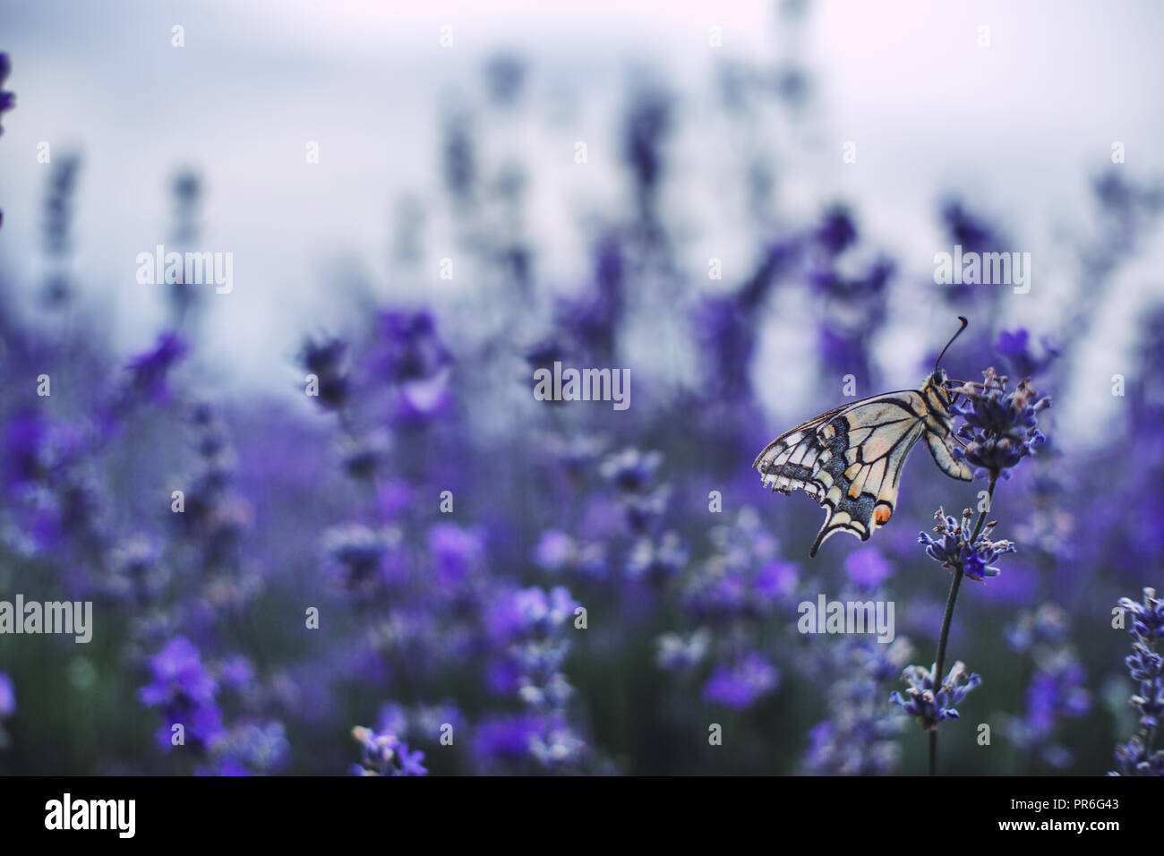 Lavender flowers with buterfly Stock Photo - Alamy