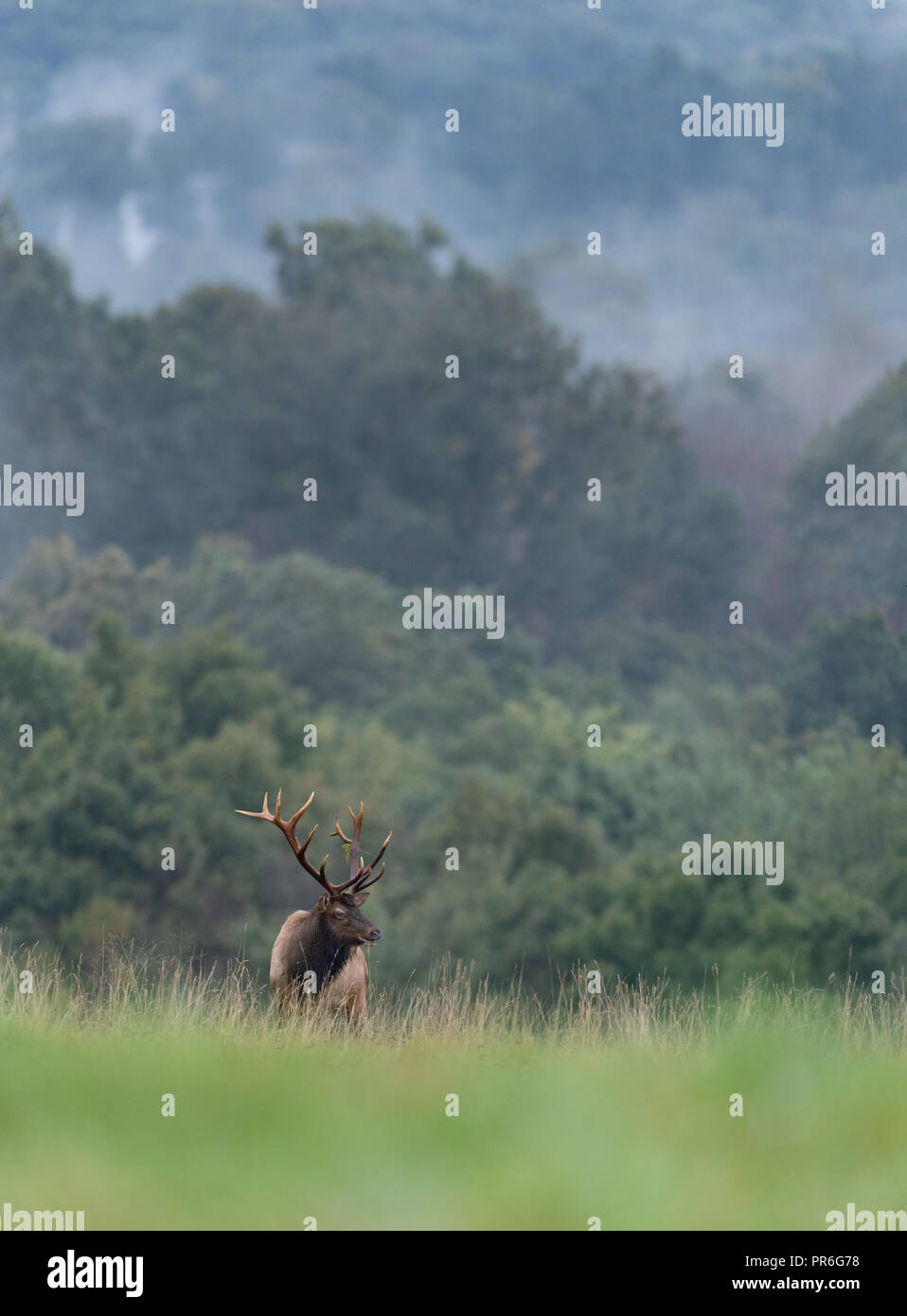 Elk During the Rut Season Stock Photo - Alamy
