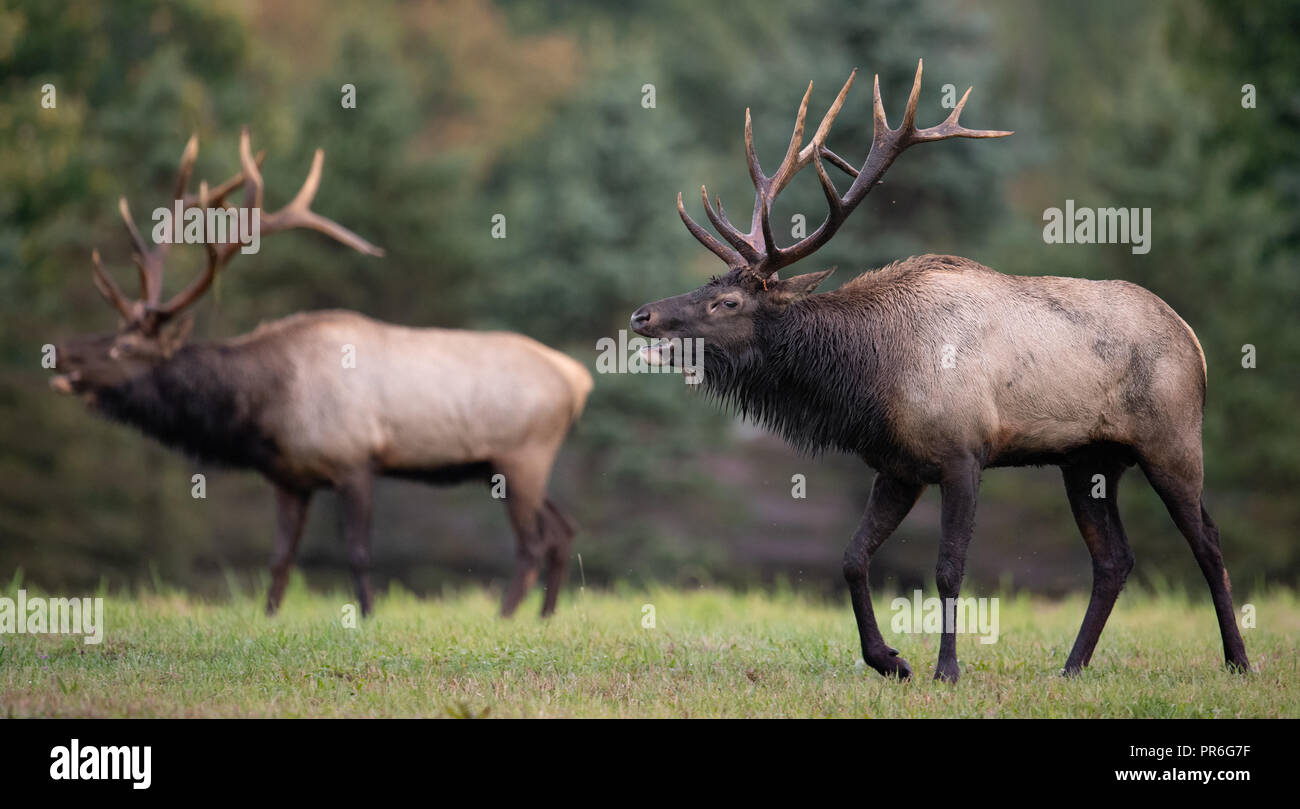 Elk During the Rut Season Stock Photo - Alamy