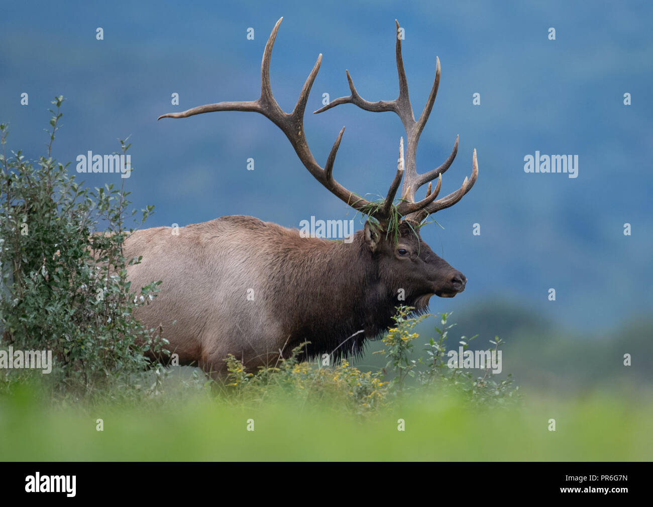Elk During the Rut Season Stock Photo - Alamy