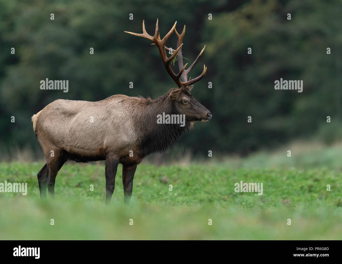 Elk During the Rut Season Stock Photo - Alamy