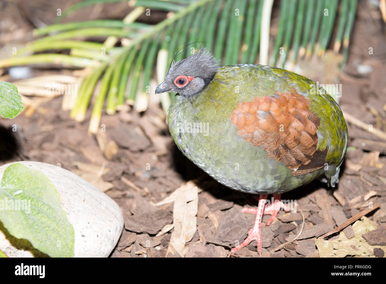 Crested Wood Partridge (Rollulus rouloul) female Stock Photo - Alamy