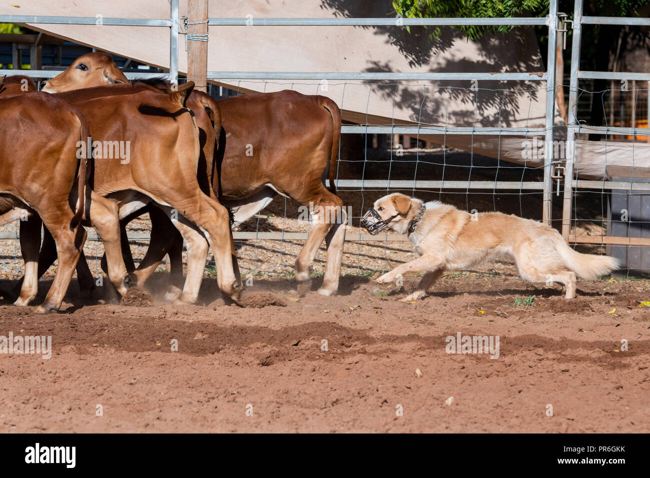 What Is The Best Dog For Working Cattle