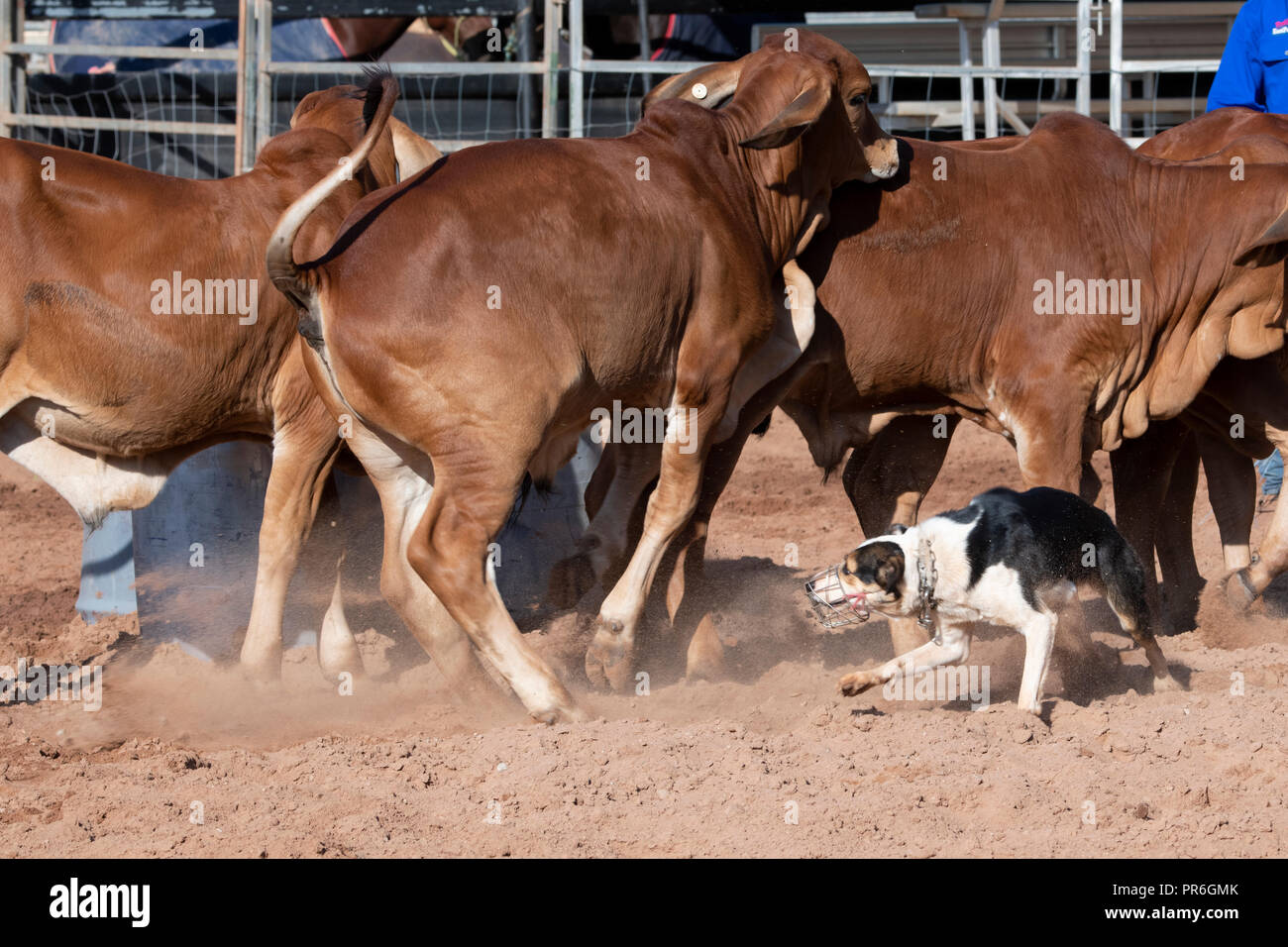 Australia, Northern Territory, Katherine, Katherine Outback Experience ...