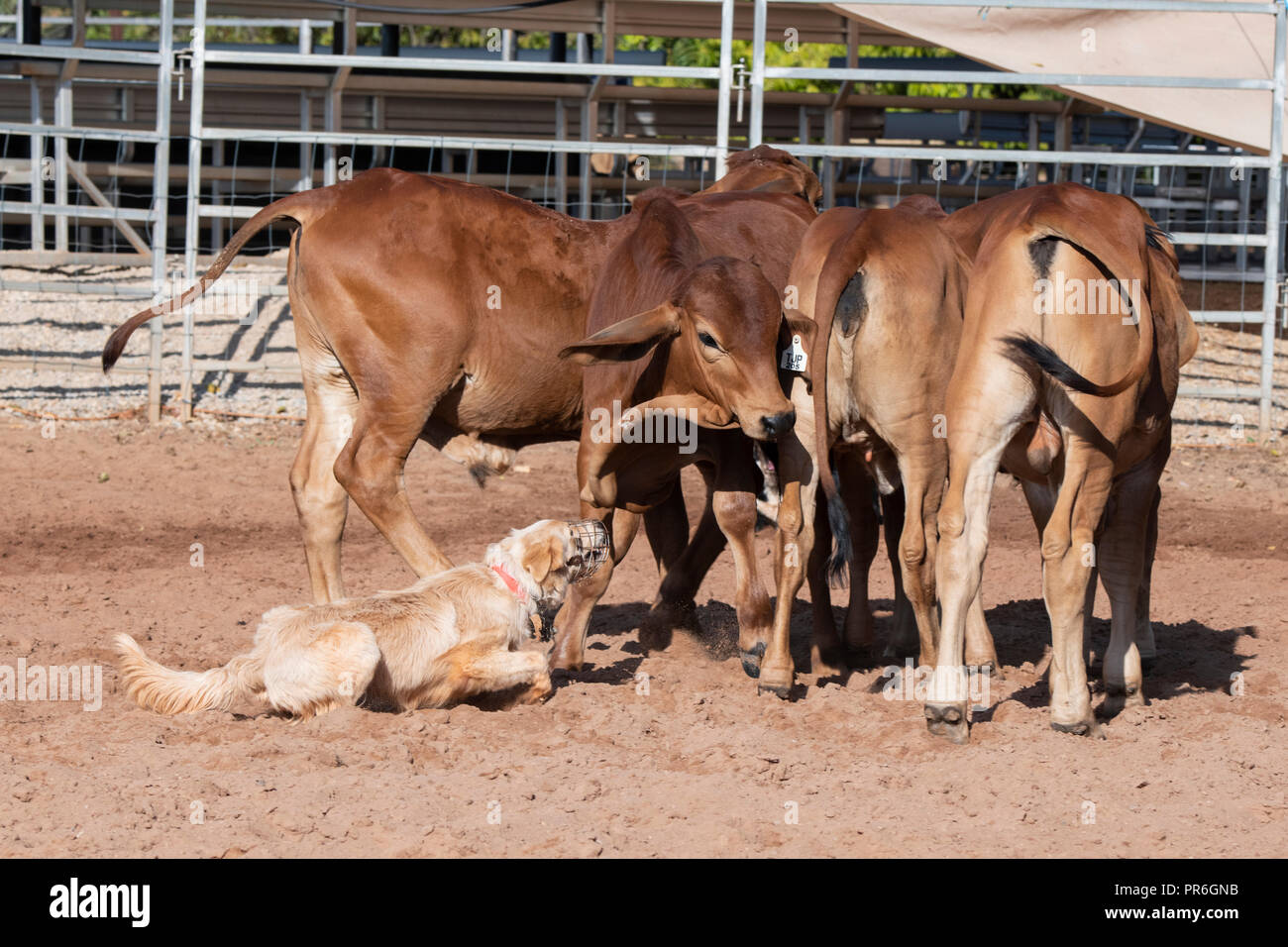 Australia, Northern Territory, Katherine, Katherine Outback Experience ...