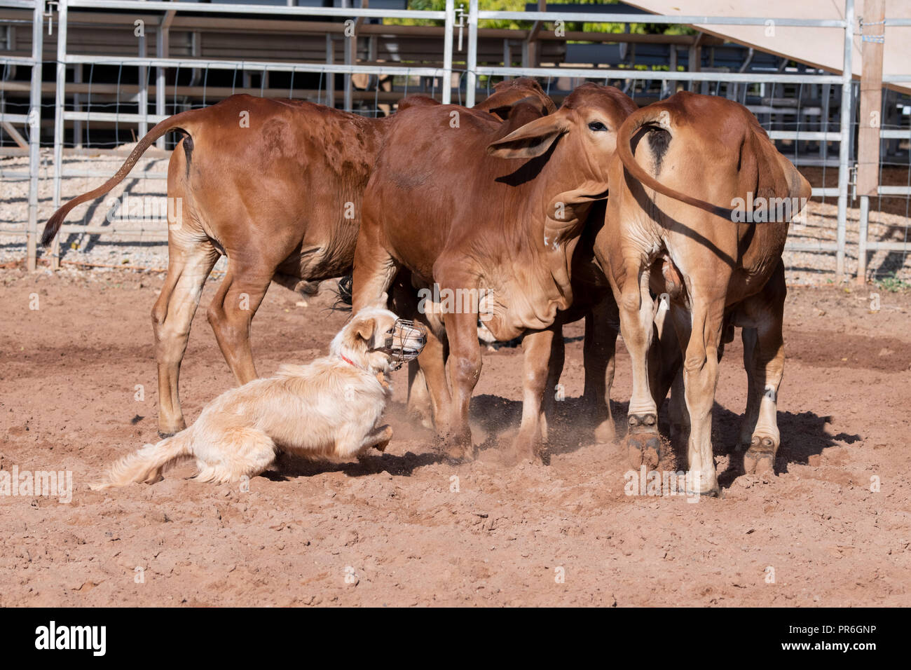 Australia, Northern Territory, Katherine, Katherine Outback Experience ...