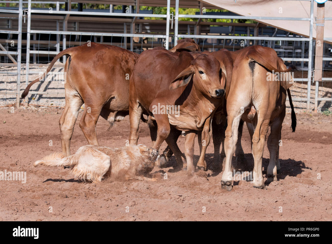 Working Cattle Dogs