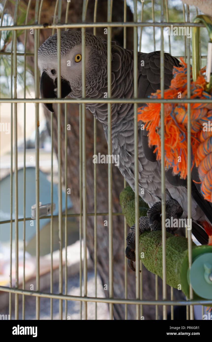 Tree cage hi-res stock photography and images - Alamy