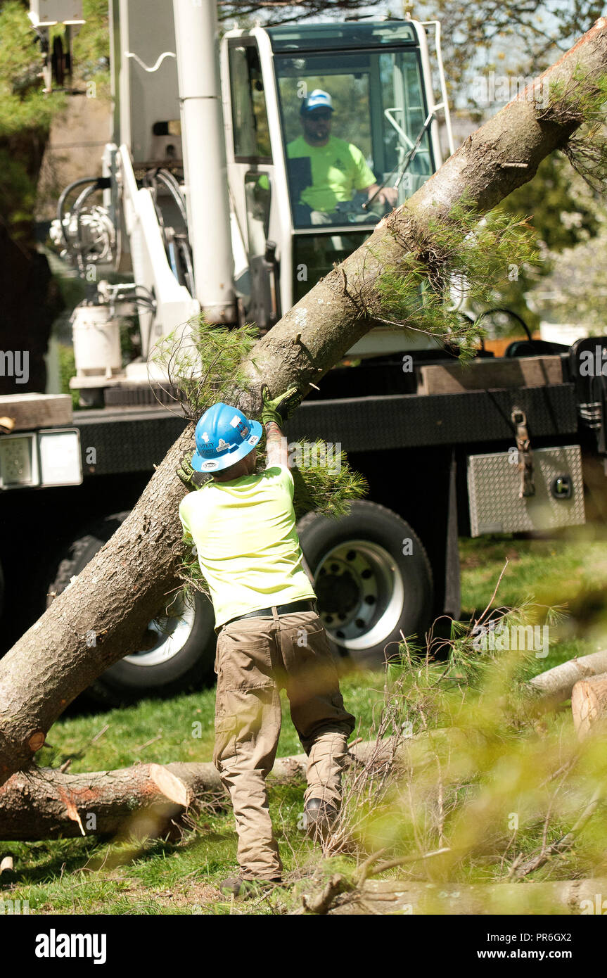 Tree service MEN REMOVING LARGE TREE Stock Photo - Alamy